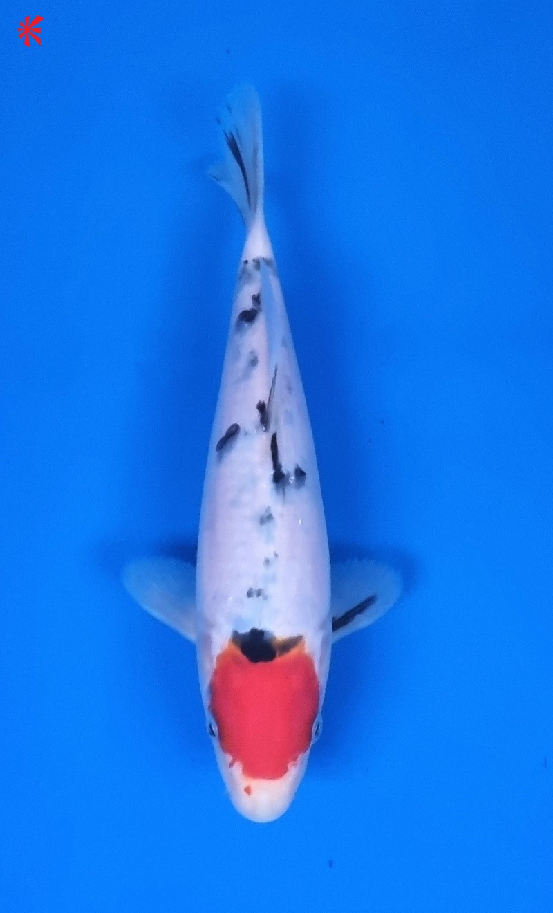 Tancho Sanke Koi