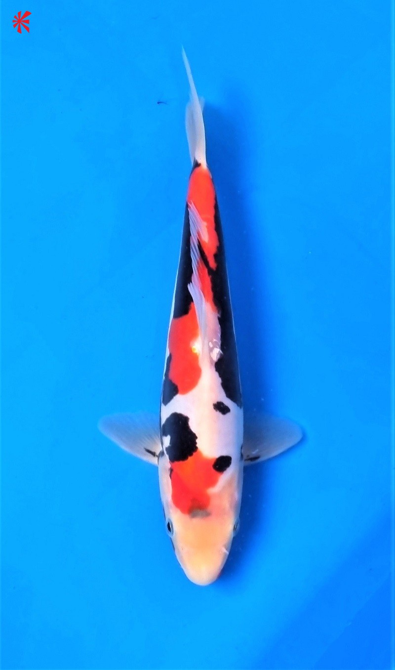 Ref TA025 Beni Kumonryu - Koi Logic