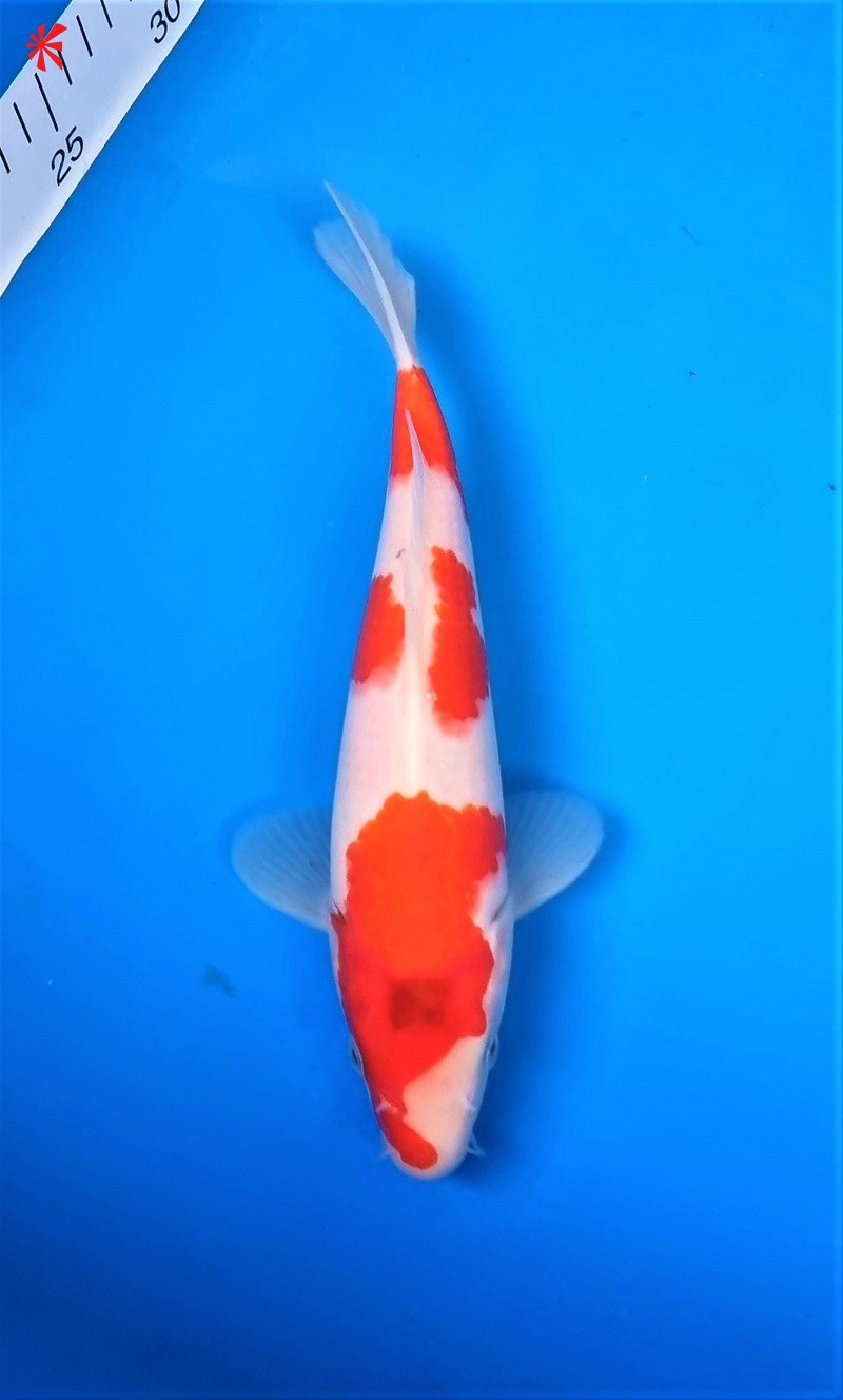 Ref TA034 Koromo - Koi Logic