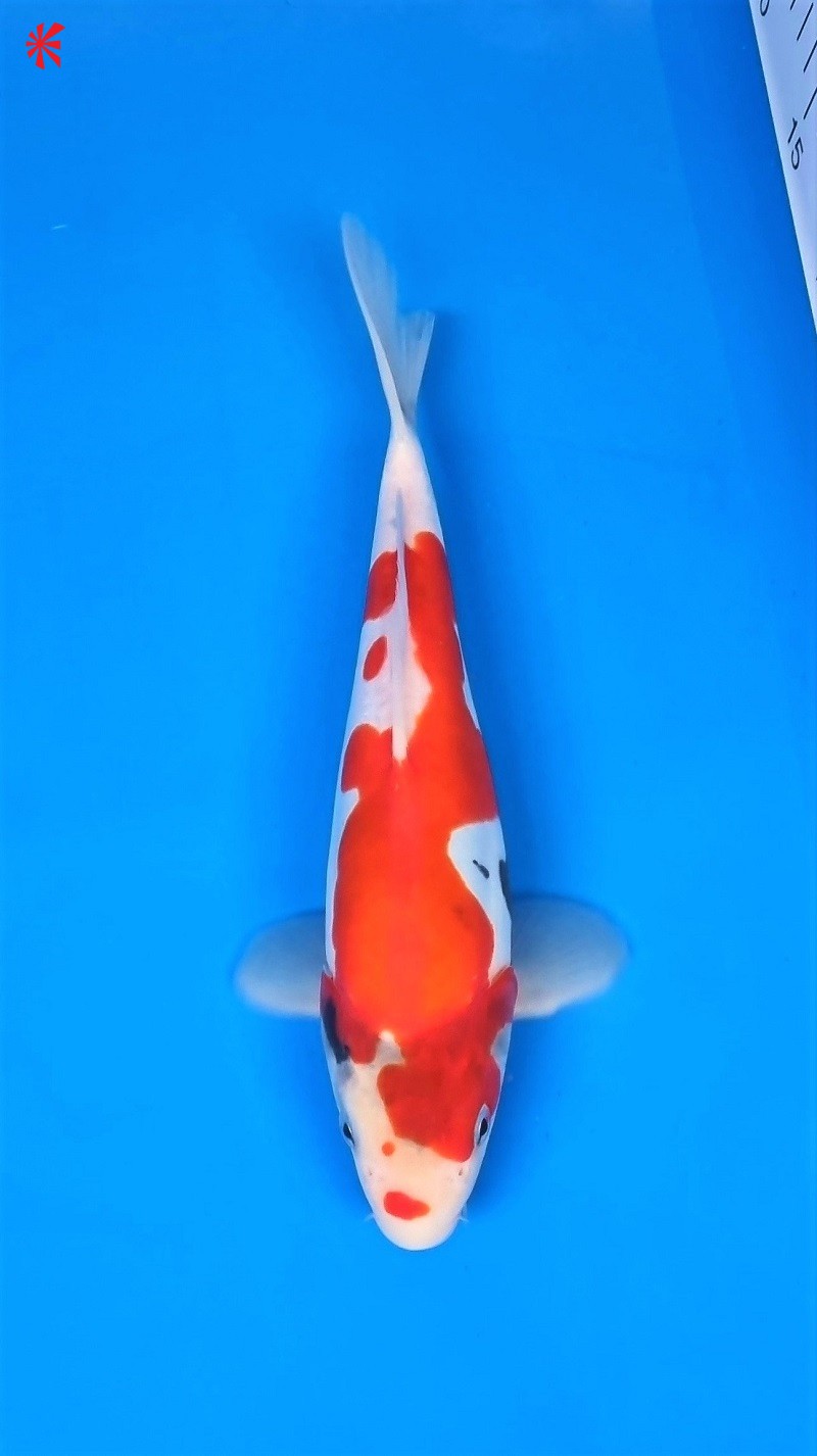 Ref TA035 Doitsu Showa - Koi Logic