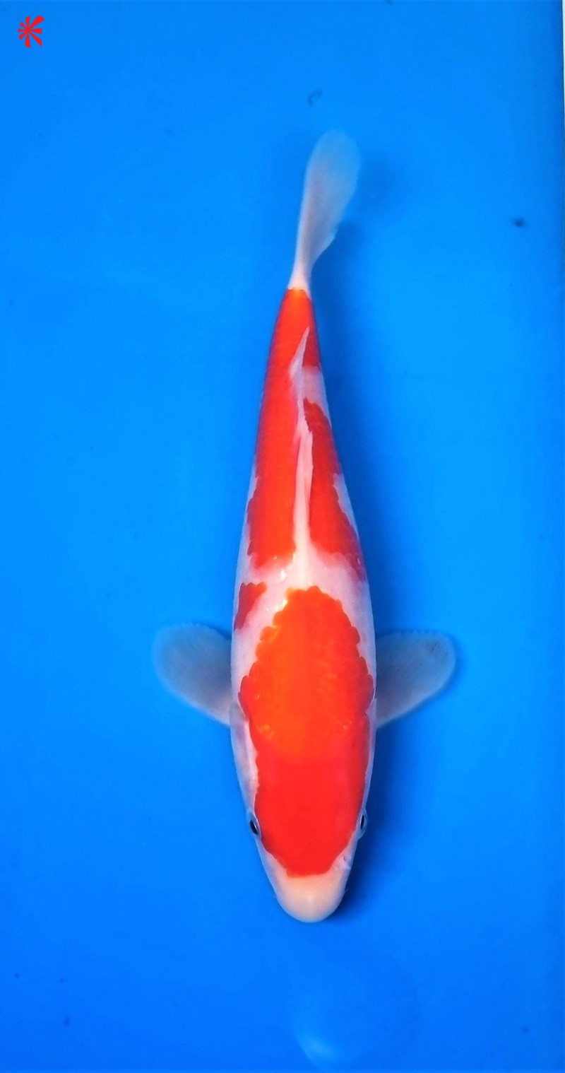 Ref TA041 Kin Gin-rin Kohaku - Koi Logic