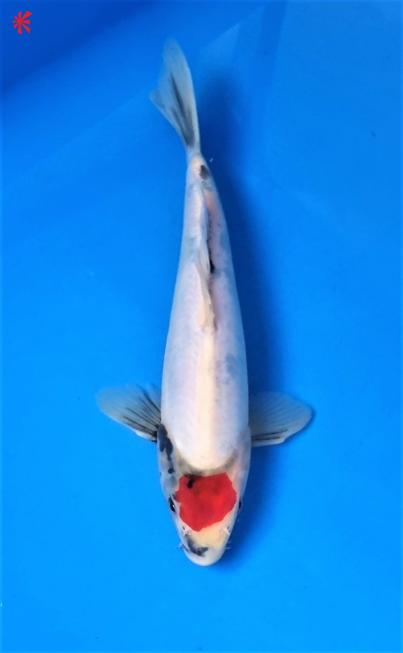 Ref TA042 Doitsu Tancho Showa - Koi Logic