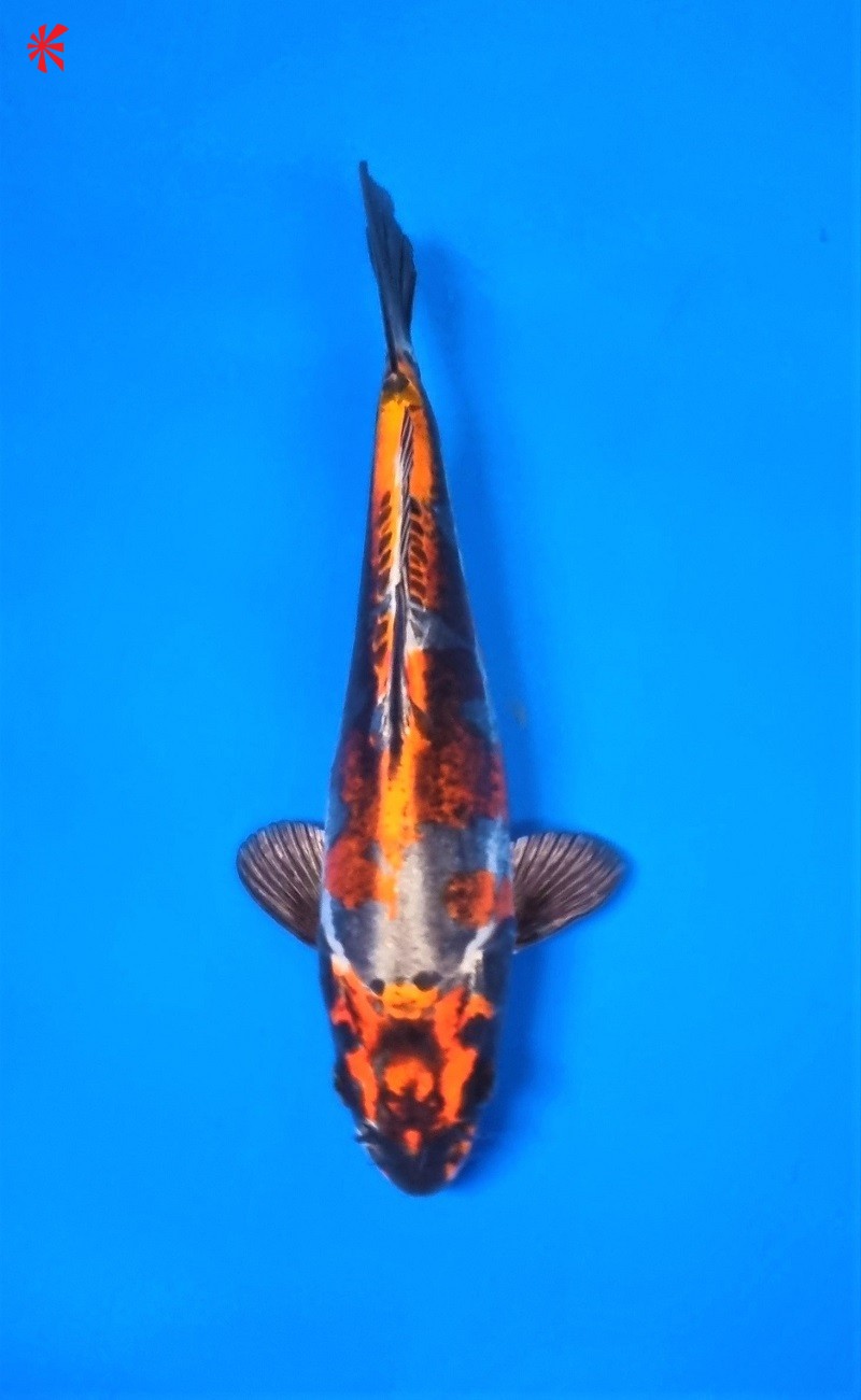 Ref TA048 Kikokuryu - Koi Logic