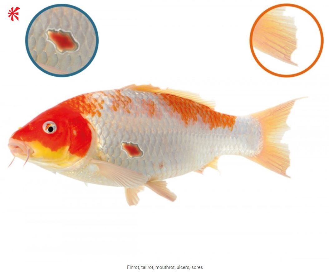 NT Labs Koi Care - Propolis Wound Seal - Koi Logic