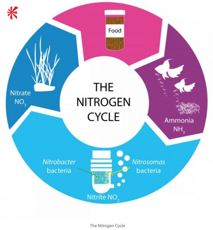 NT Labs - Nitrite Water Test Kit - Koi Logic